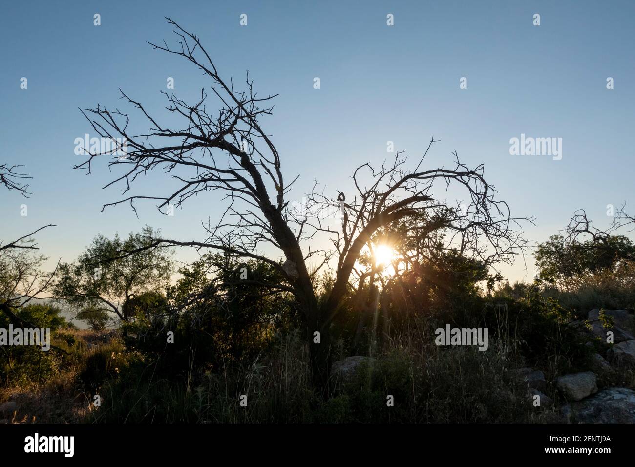 Sataf hi-res stock photography and images - Alamy