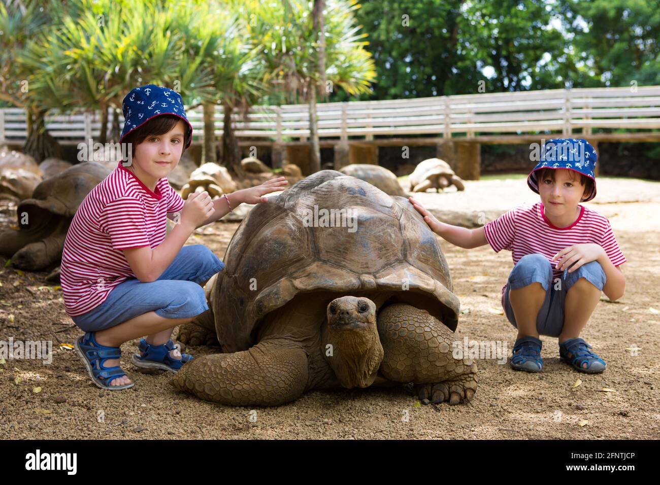 Happy family, children, feeding giant tortoises in a exotic park on ...