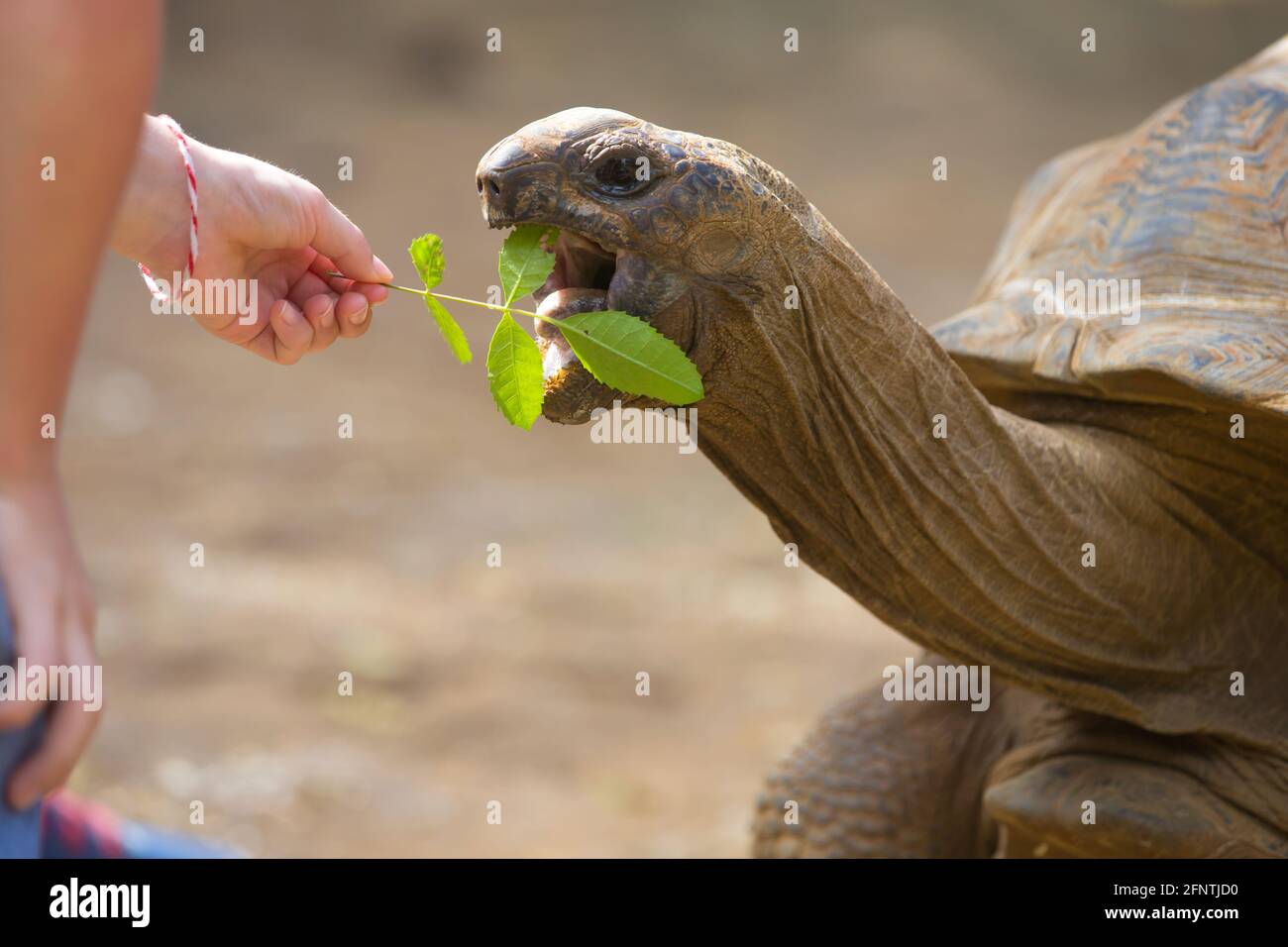 Childs hand, feeding giant tortoises in a exotic park on Mauritius ...
