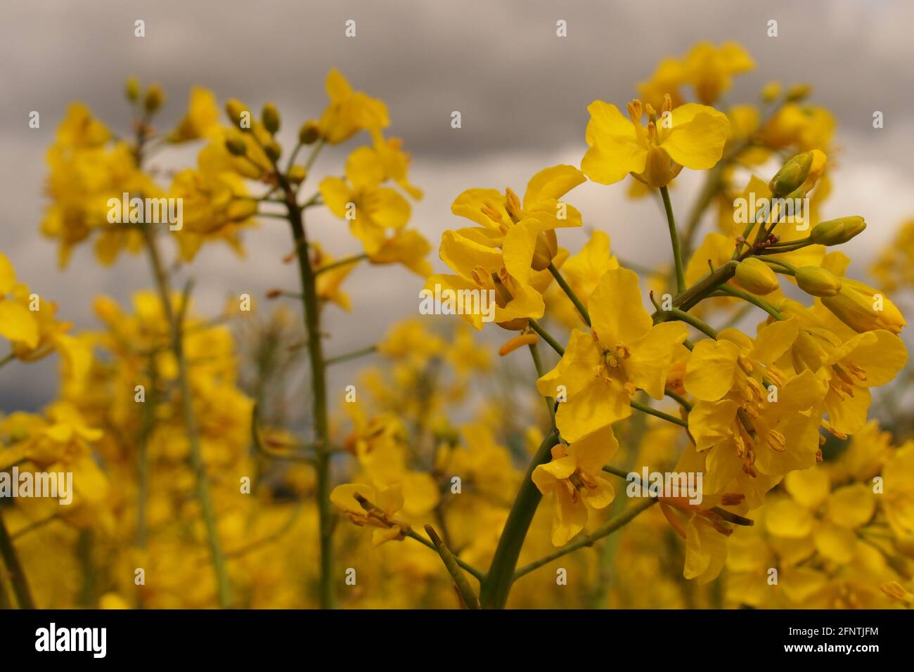 A close up image of yellow oil seed rape, Rapeseed, flowering in a ...