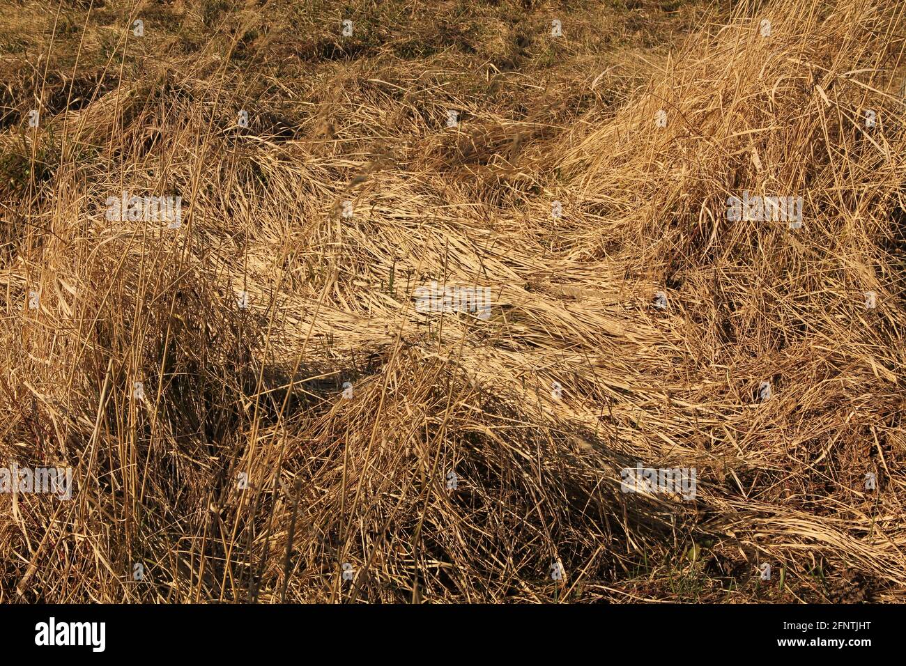 Golden rough wavy hay straws pattern texture background Stock Photo - Alamy