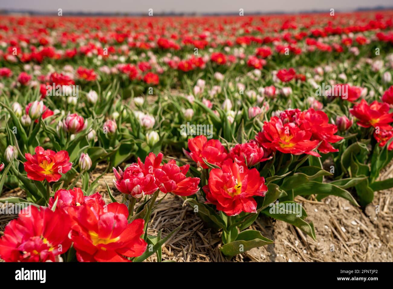 Field of red flowers Stock Photo - Alamy