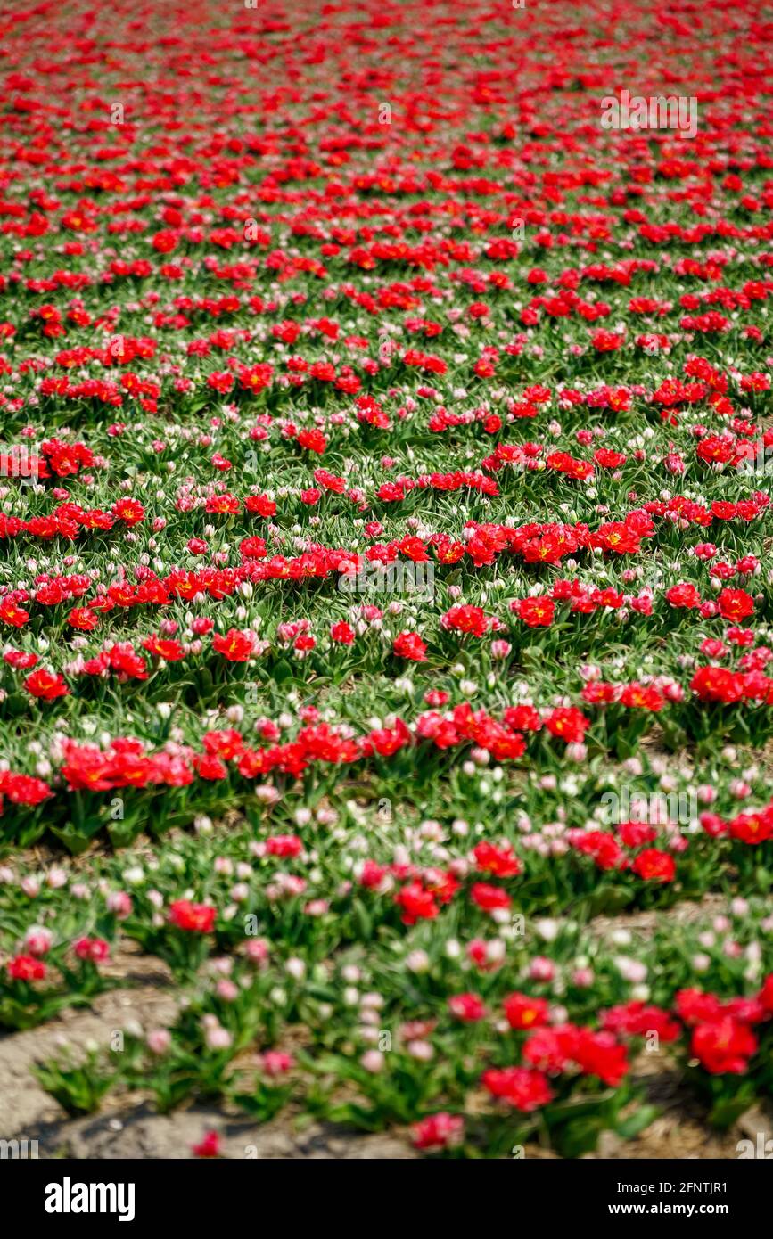 Field of red flowers Stock Photo - Alamy