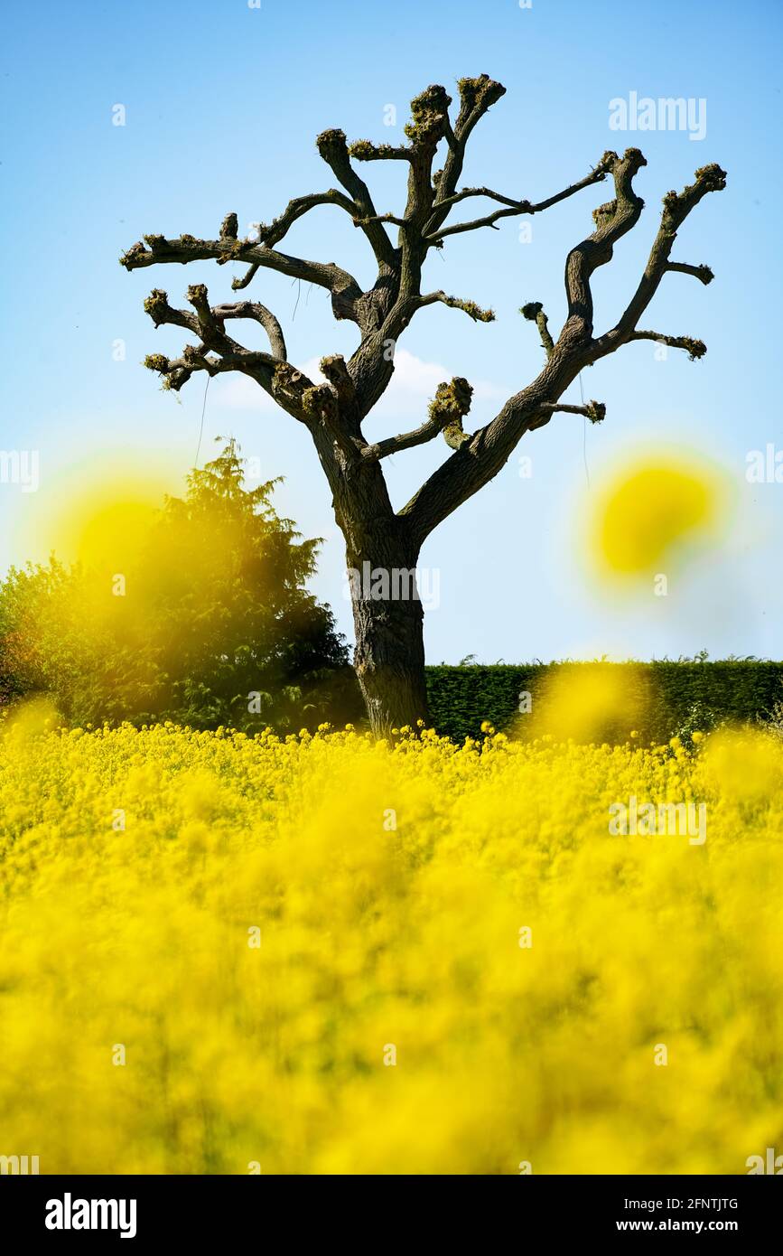 Truncated tree hi-res stock photography and images - Alamy