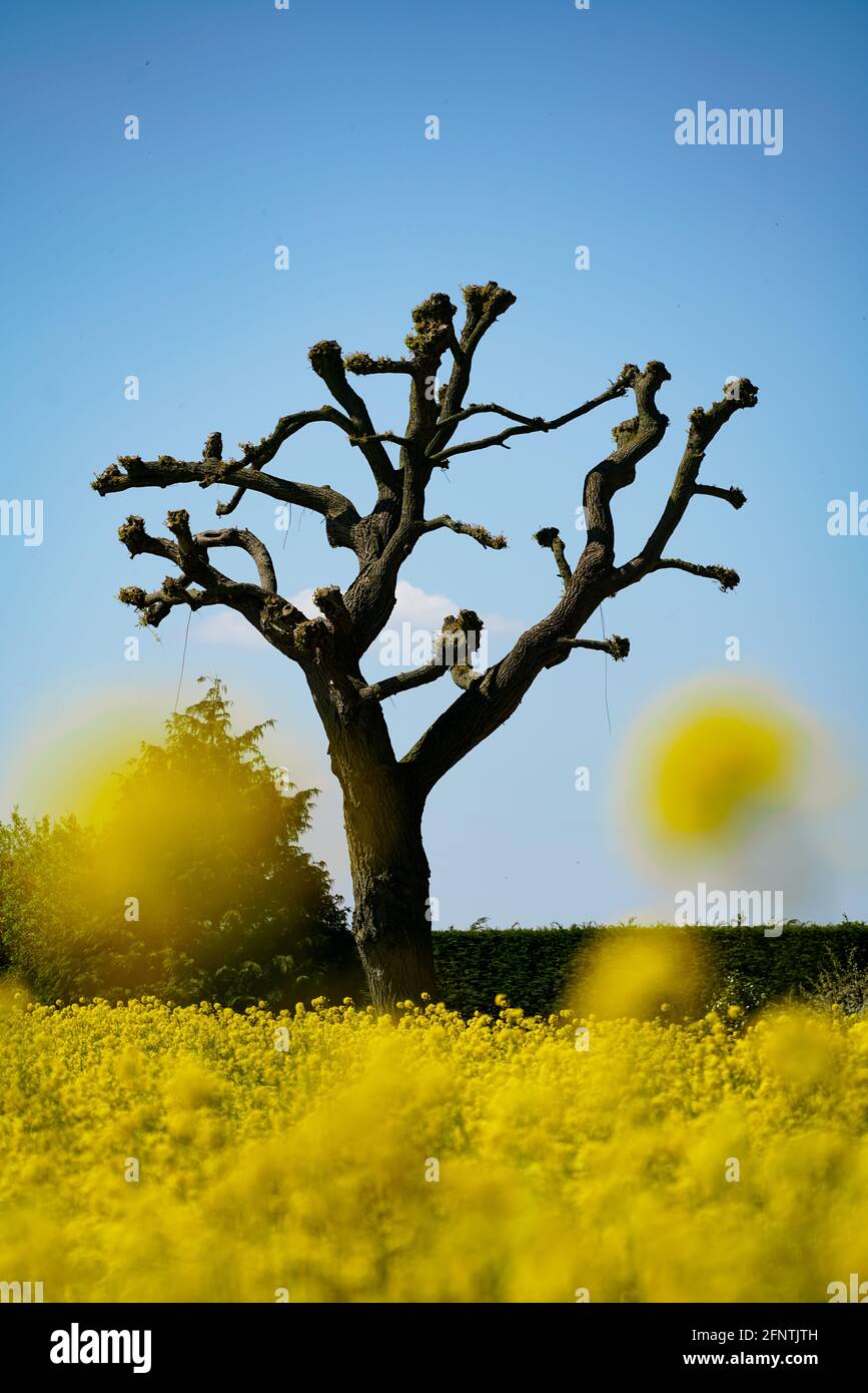 Flowers in yellow colors hi-res stock photography and images - Alamy