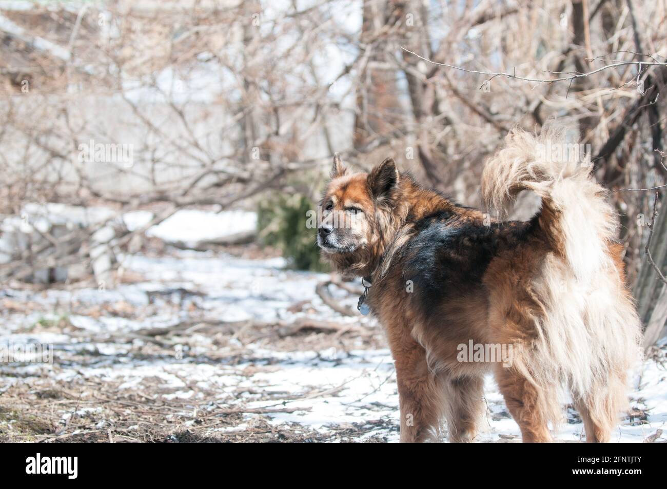 Adopted dog out in the yard Stock Photo - Alamy