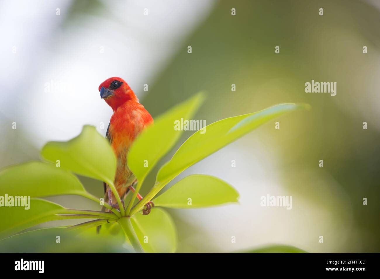 The red fody, called Foudia madagascariensis, sitting on a branch in ...