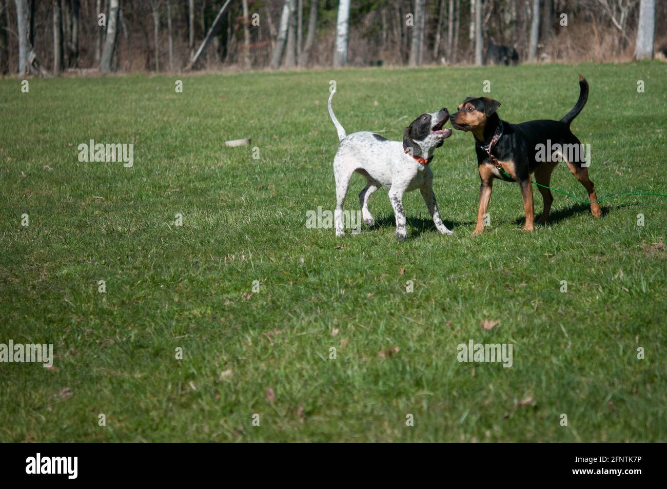 Two dogs together hi-res stock photography and images - Alamy