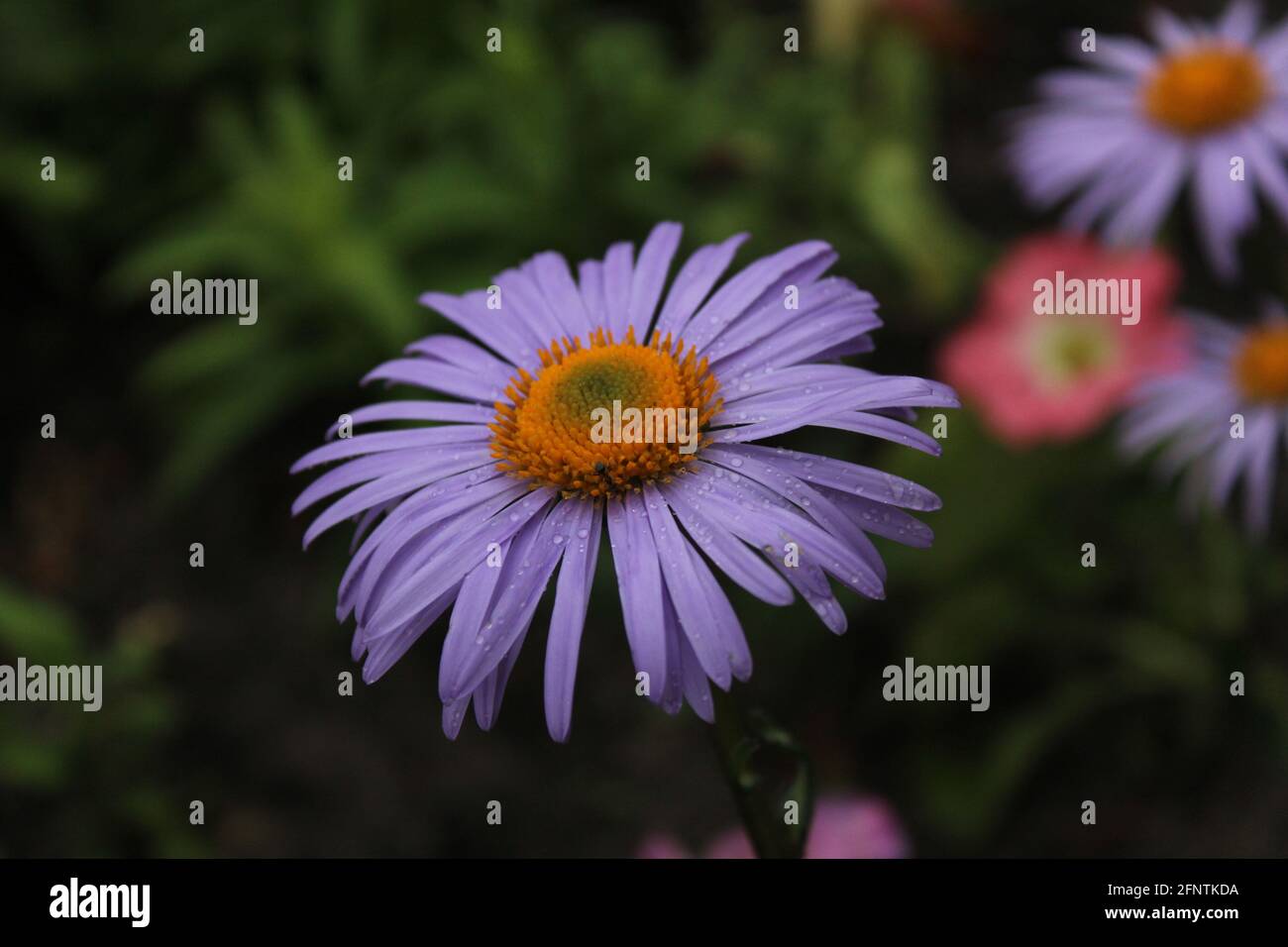 aromatic aster colored purple daisy with yellow middle on the ...
