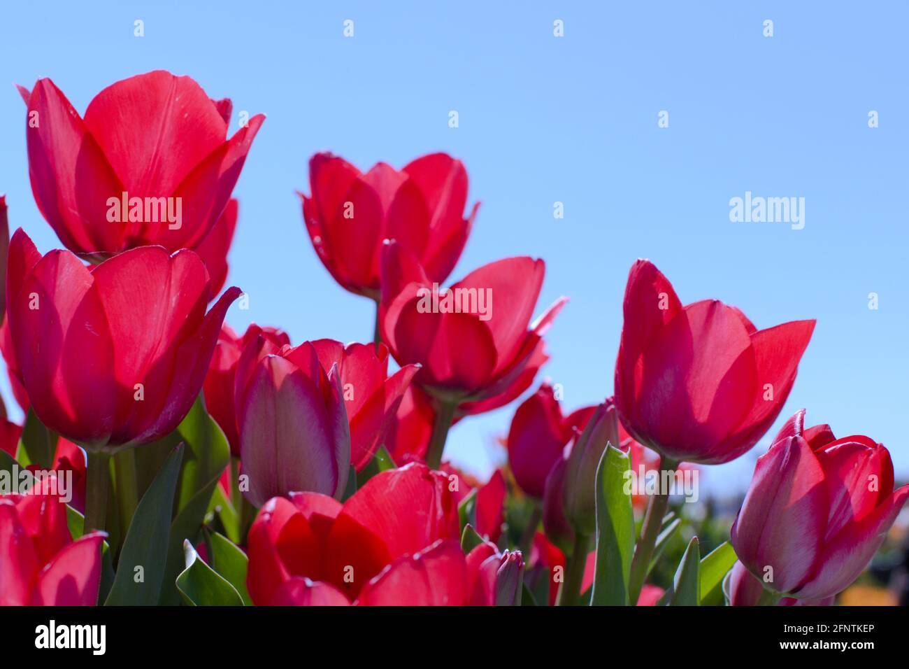 Beloved spring flowers hi-res stock photography and images - Alamy