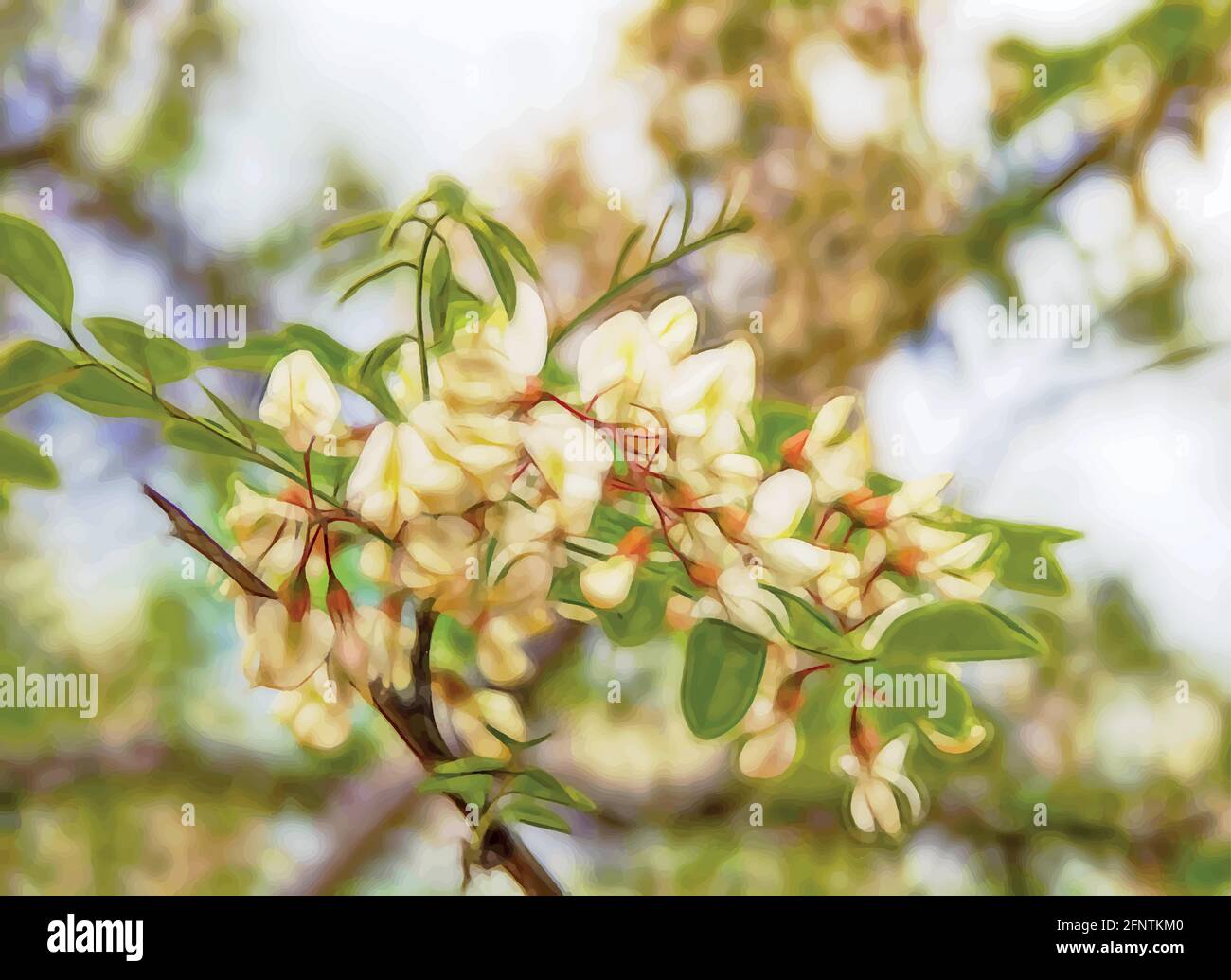 Black locust flower Stock Vector Images - Alamy