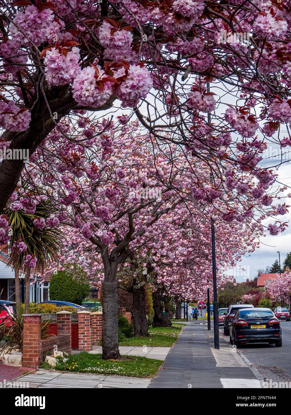 Cherry tree on street hi-res stock photography and images - Alamy