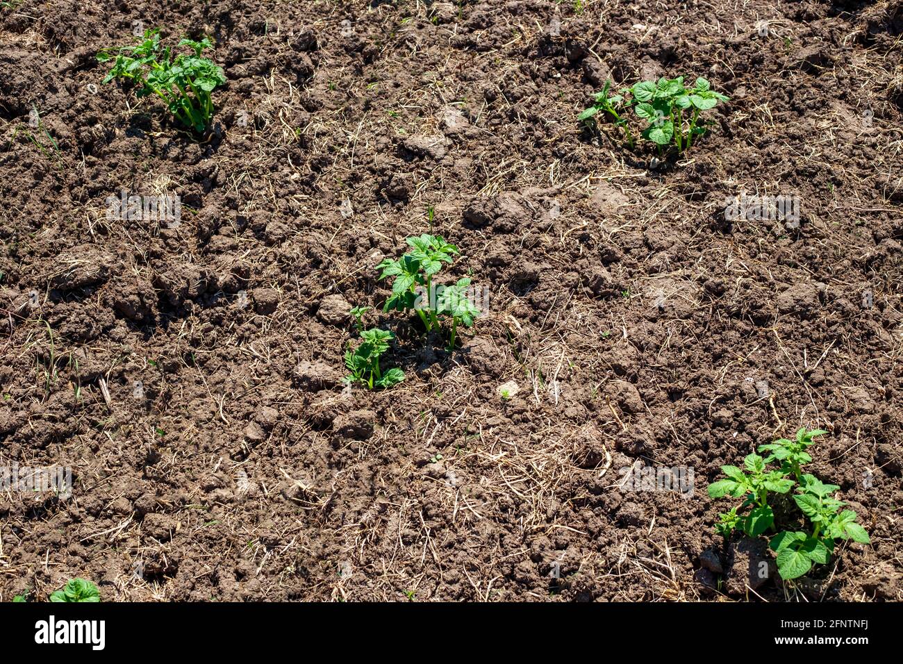 A field with bushes of planted potatoes. Care and cultivation of ...