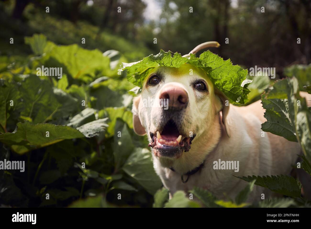 Funny portrait of cute dog in nature. Happy labrador retreiever with ...