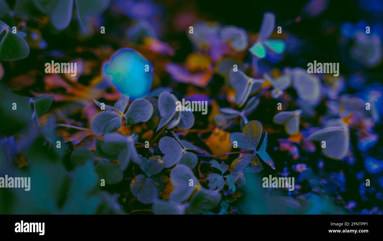 Closeup of blooming plants under purple light in a park Stock Photo - Alamy