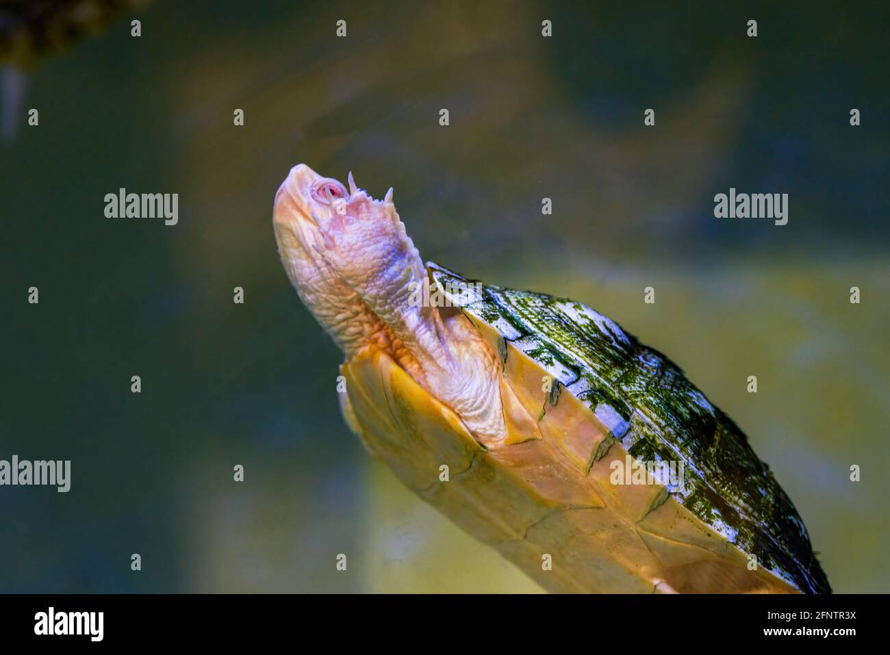 Terrain slider hi-res stock photography and images - Alamy