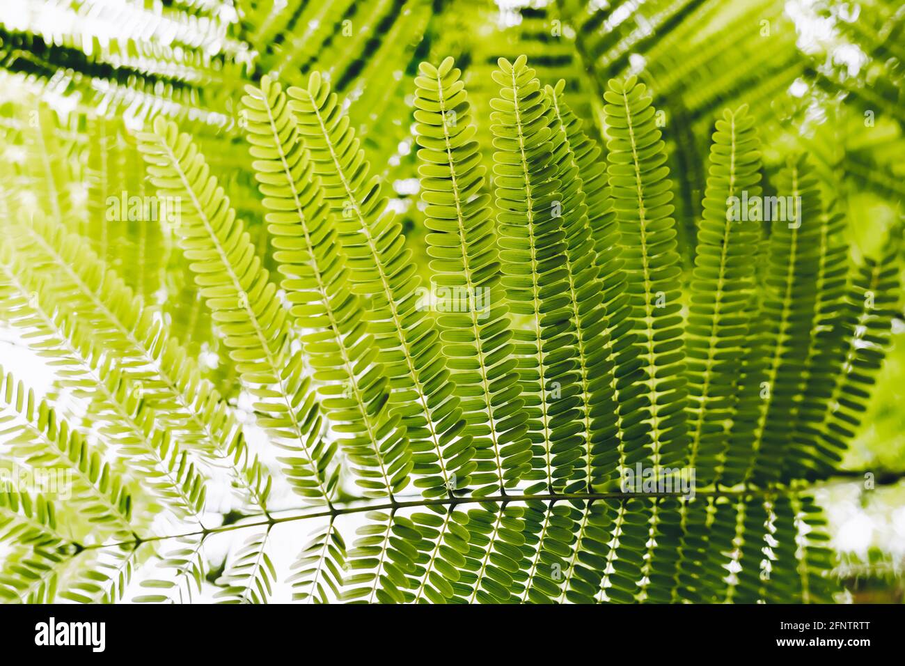 Close-up of Leaves of The Flame tree (Delonix regia (Hook.) Raf ...