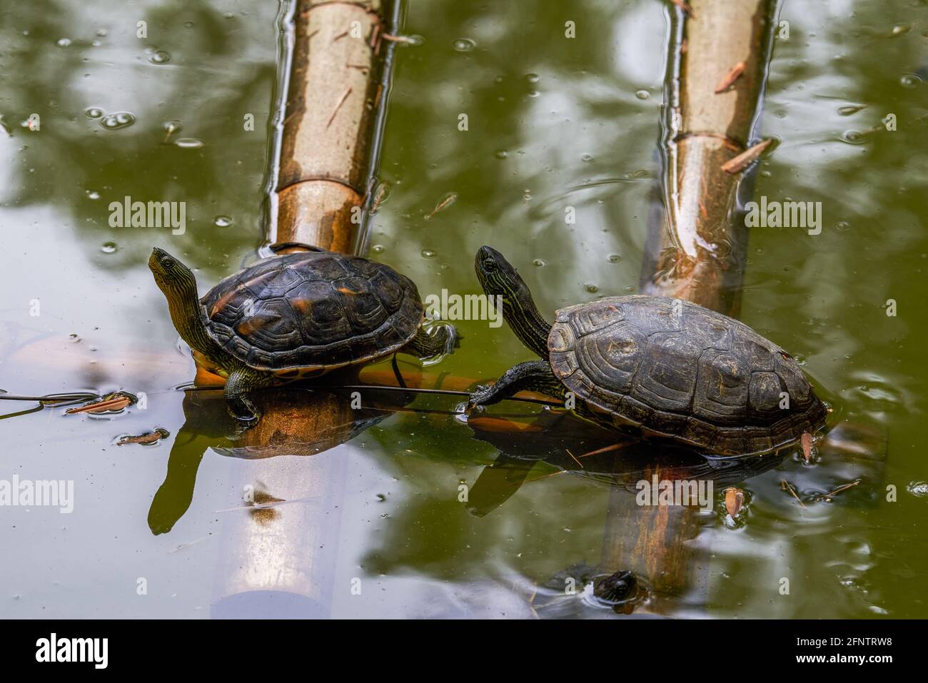 Turtle raft hi-res stock photography and images - Alamy