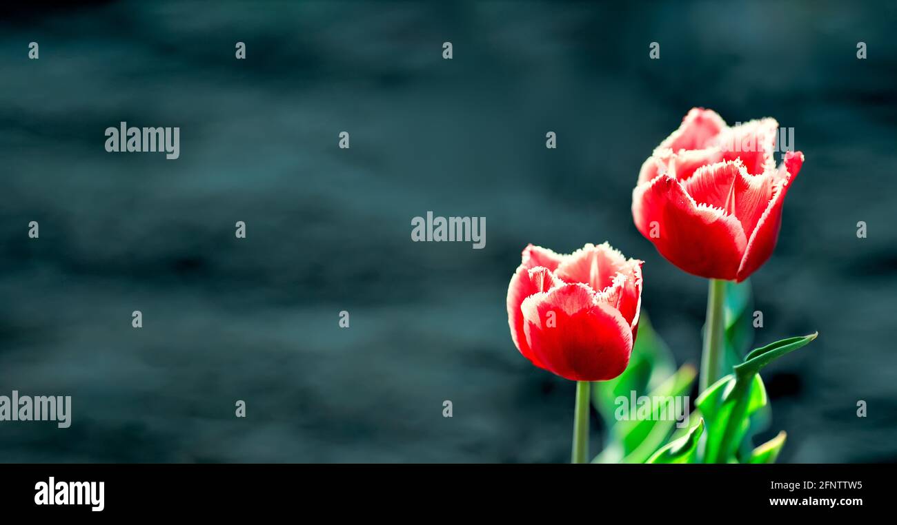 Symbol of grief hi-res stock photography and images - Alamy