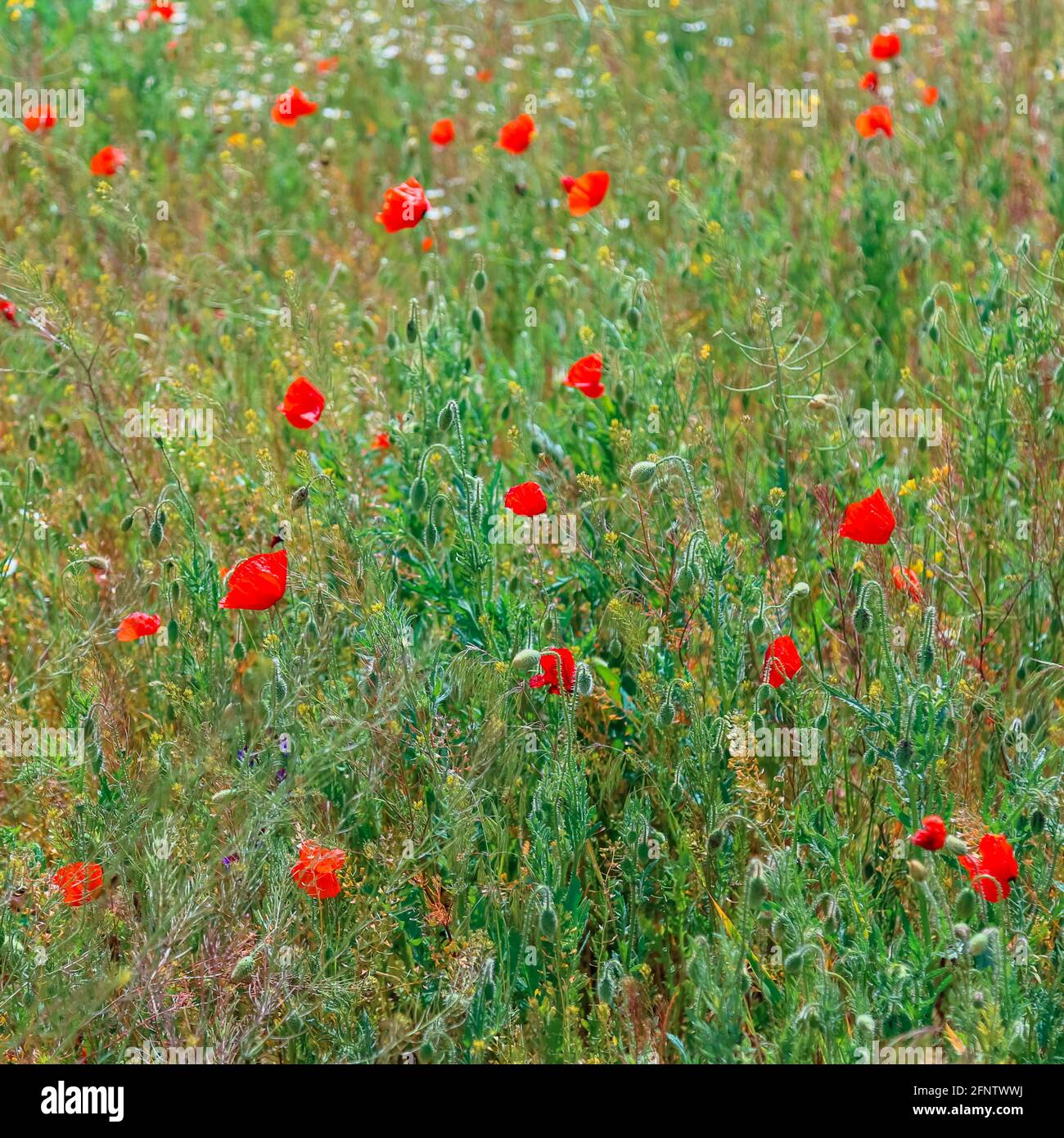Anzac poppies hi-res stock photography and images - Alamy