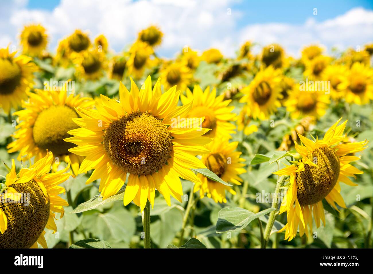 Sunflower collage hi-res stock photography and images - Alamy