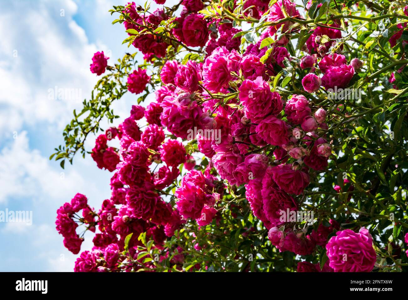 Roses arbor garden trellis hi-res stock photography and images - Alamy