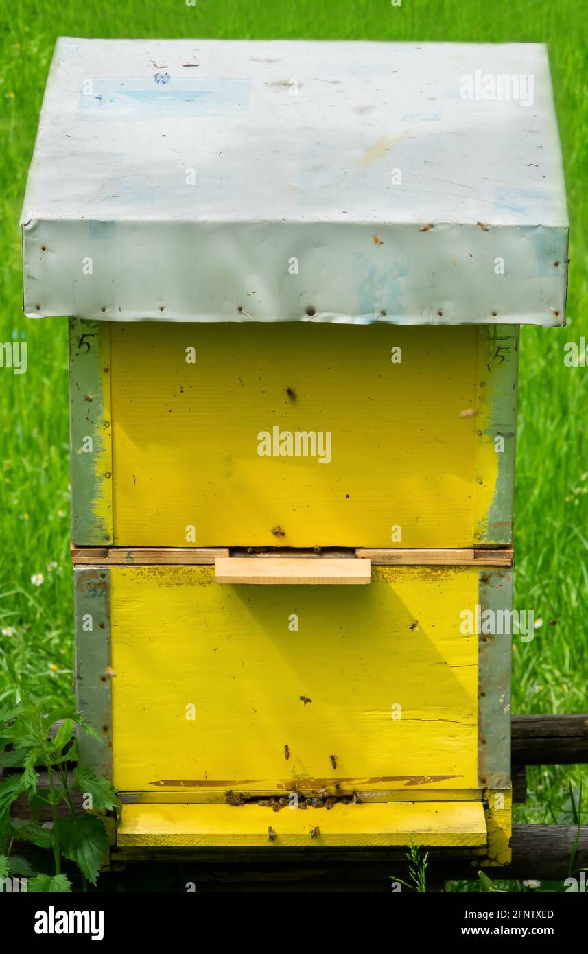 Yellow beehive with bees around Stock Photo - Alamy
