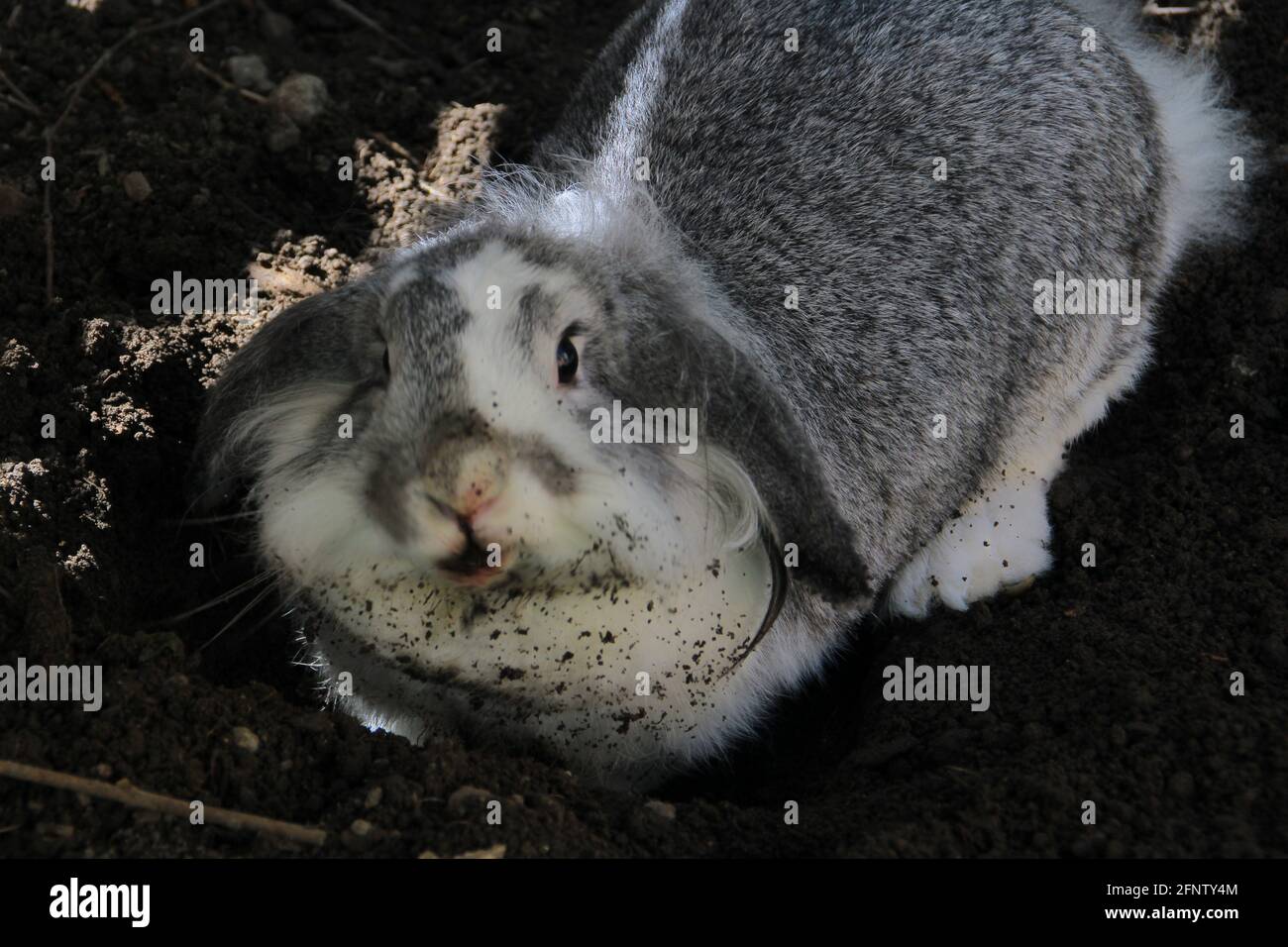 Closeup of a of a funny gray-white rabbit on the ground Stock Photo - Alamy