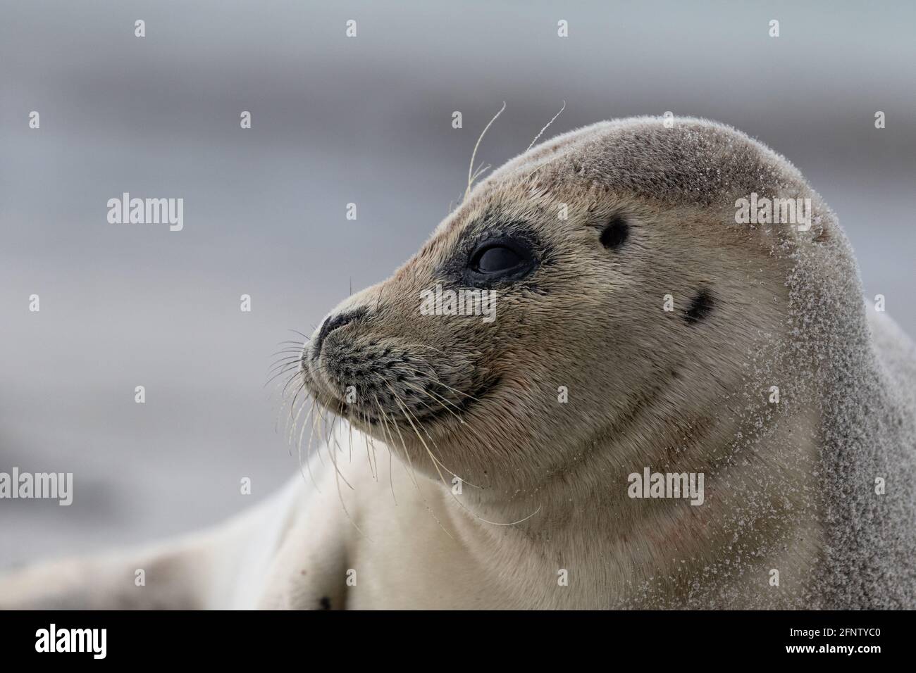 Smiling Seal Penguins