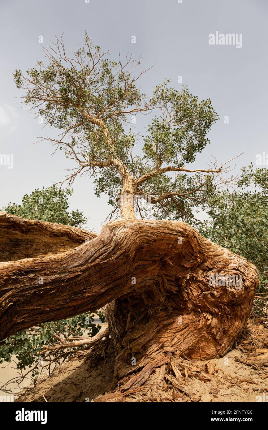 A tree with huge roots grows along the Silk Road in China's Taklamakan ...