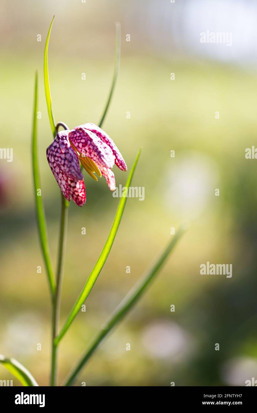 Image of a red checkerboard flower in back light with visible stamens ...