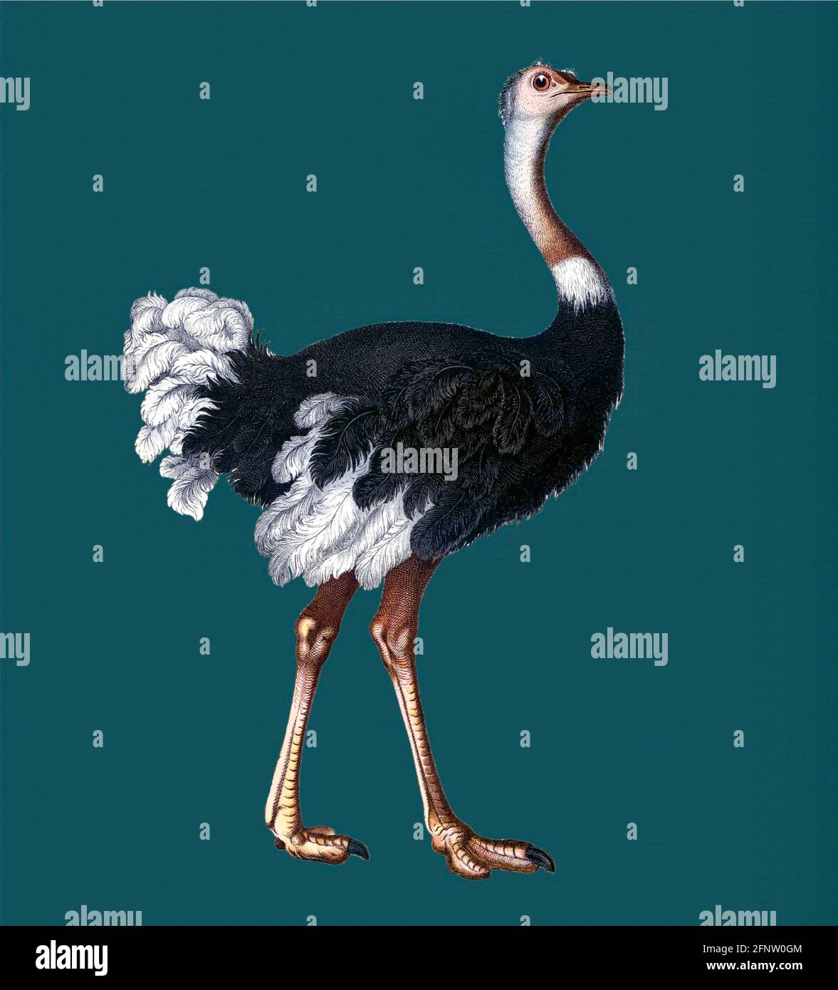Ostrich illustration hi-res stock photography and images - Alamy