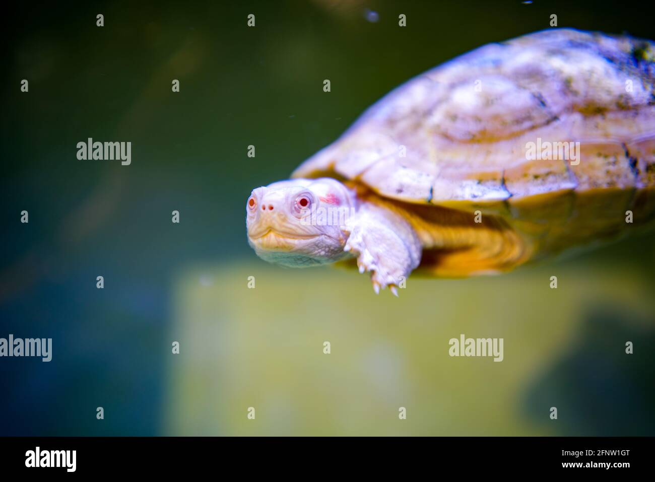 Close-up of pet water turtle in breeding tank Stock Photo - Alamy