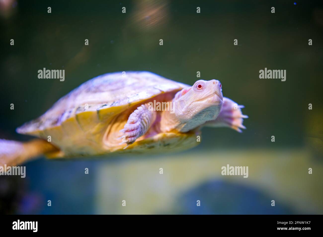 Close-up of pet water turtle in breeding tank Stock Photo - Alamy
