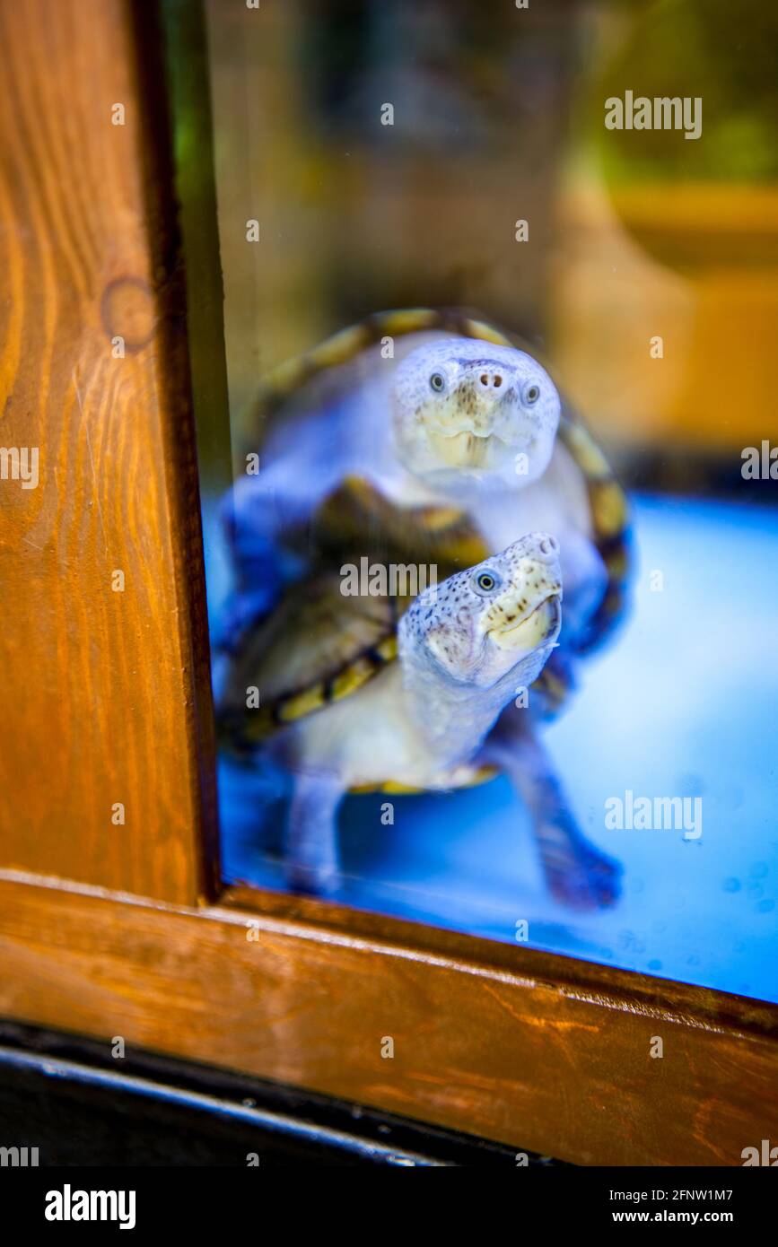 Small turtle tank hi-res stock photography and images - Alamy