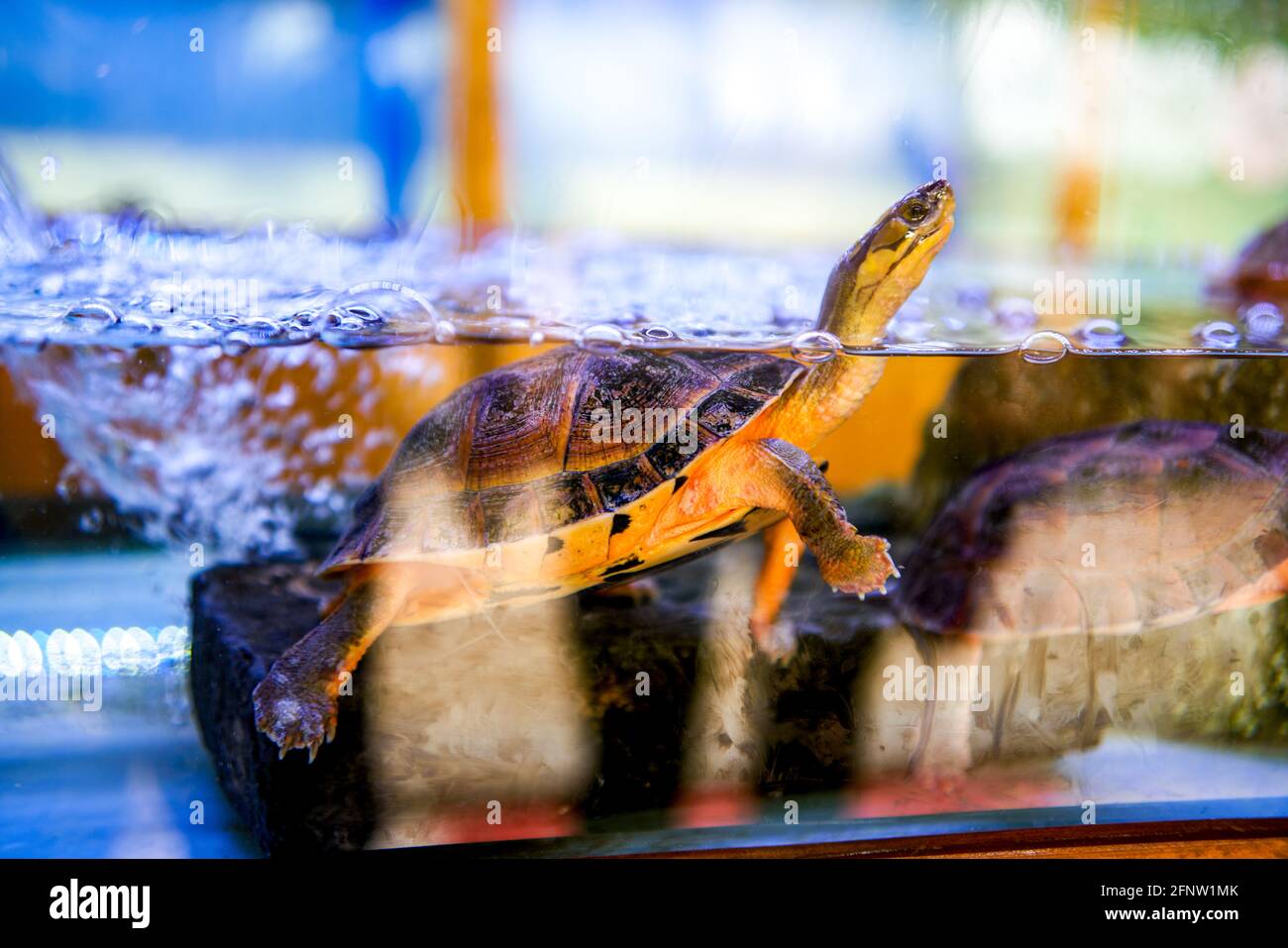 Pet frog in tank hi-res stock photography and images - Alamy