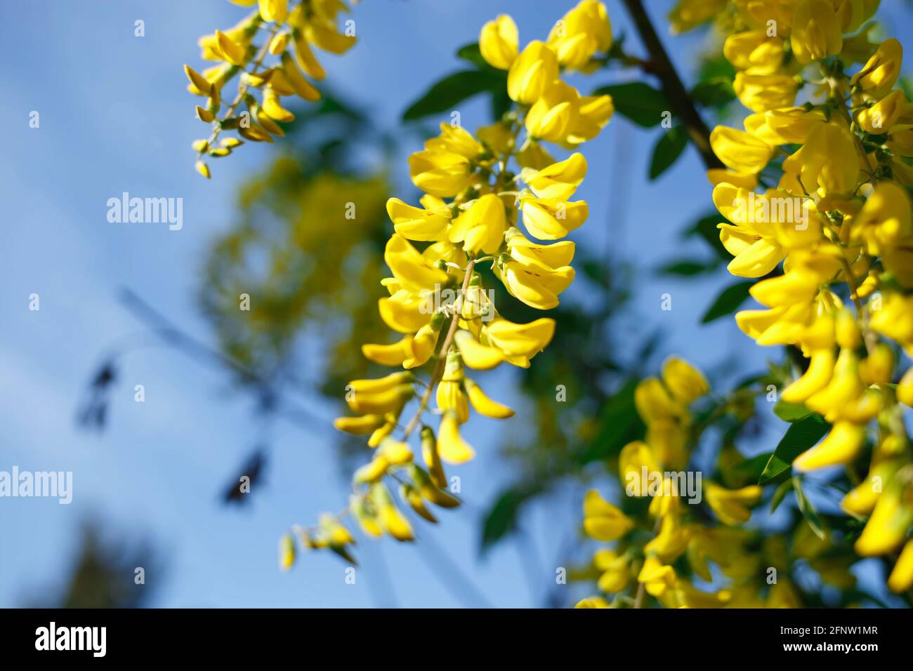 Yellow wisteria hi-res stock photography and images - Alamy