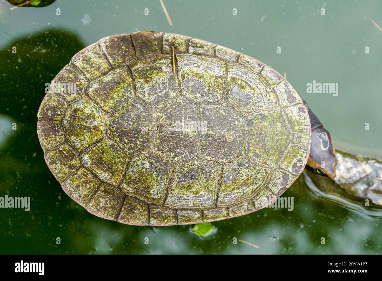 Round australian turtle hi-res stock photography and images - Alamy