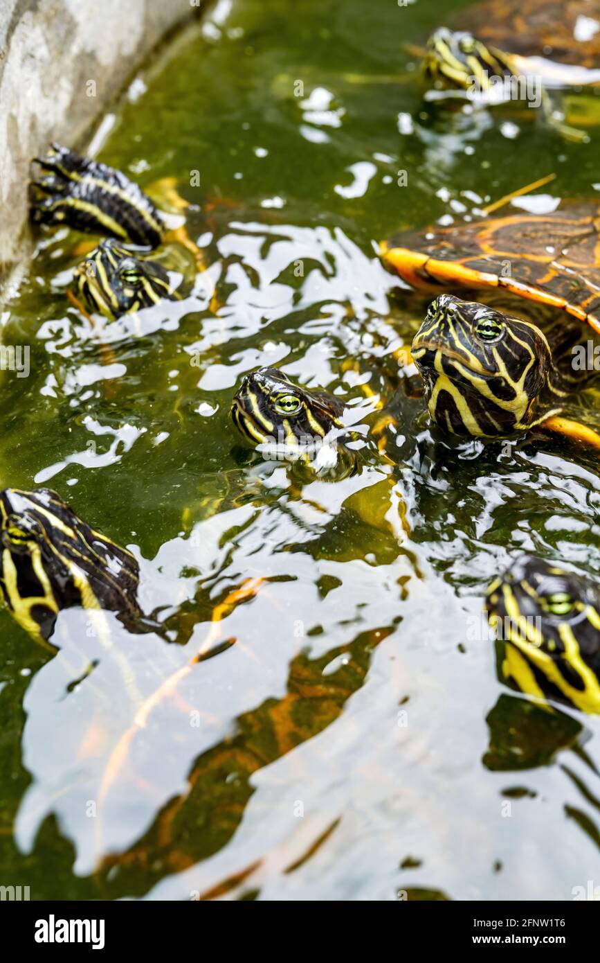 Common box turtles hi-res stock photography and images - Alamy