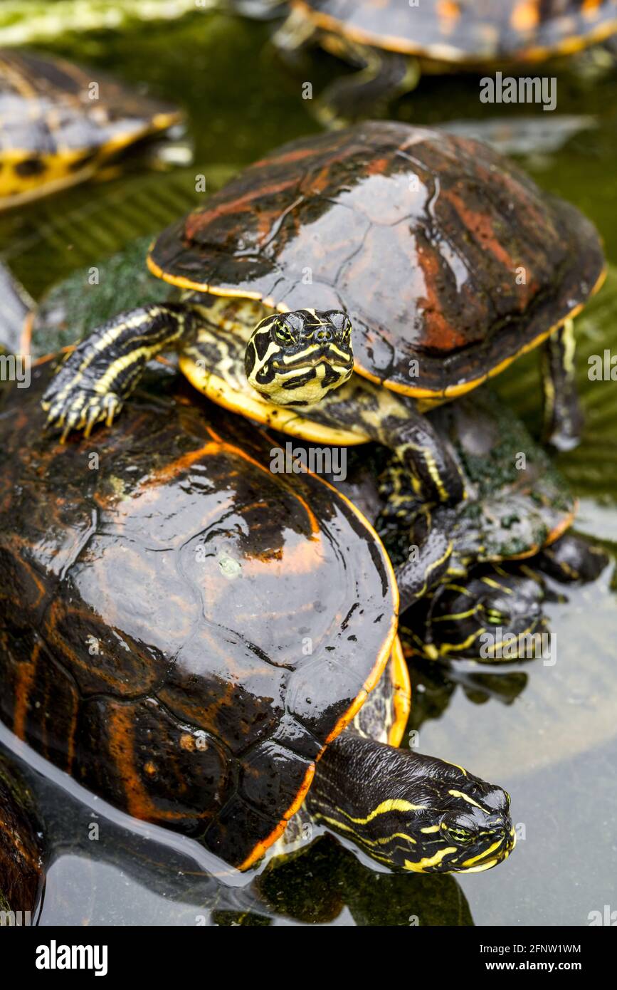 Common Box Turtles High Resolution Stock Photography and Images - Alamy