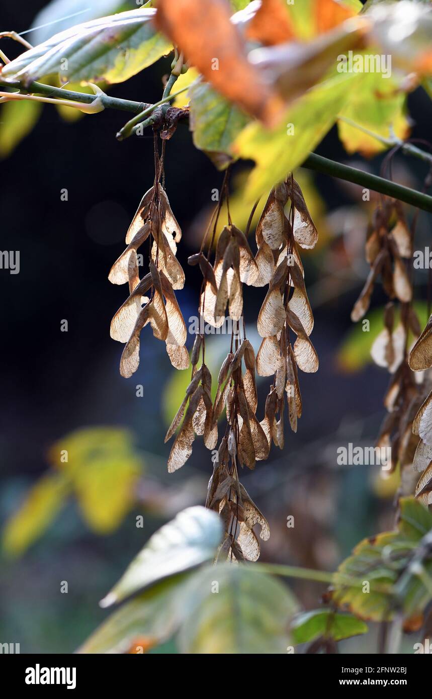 Backlit winged dried maple seeds hanging from a tree branch in autumn ...