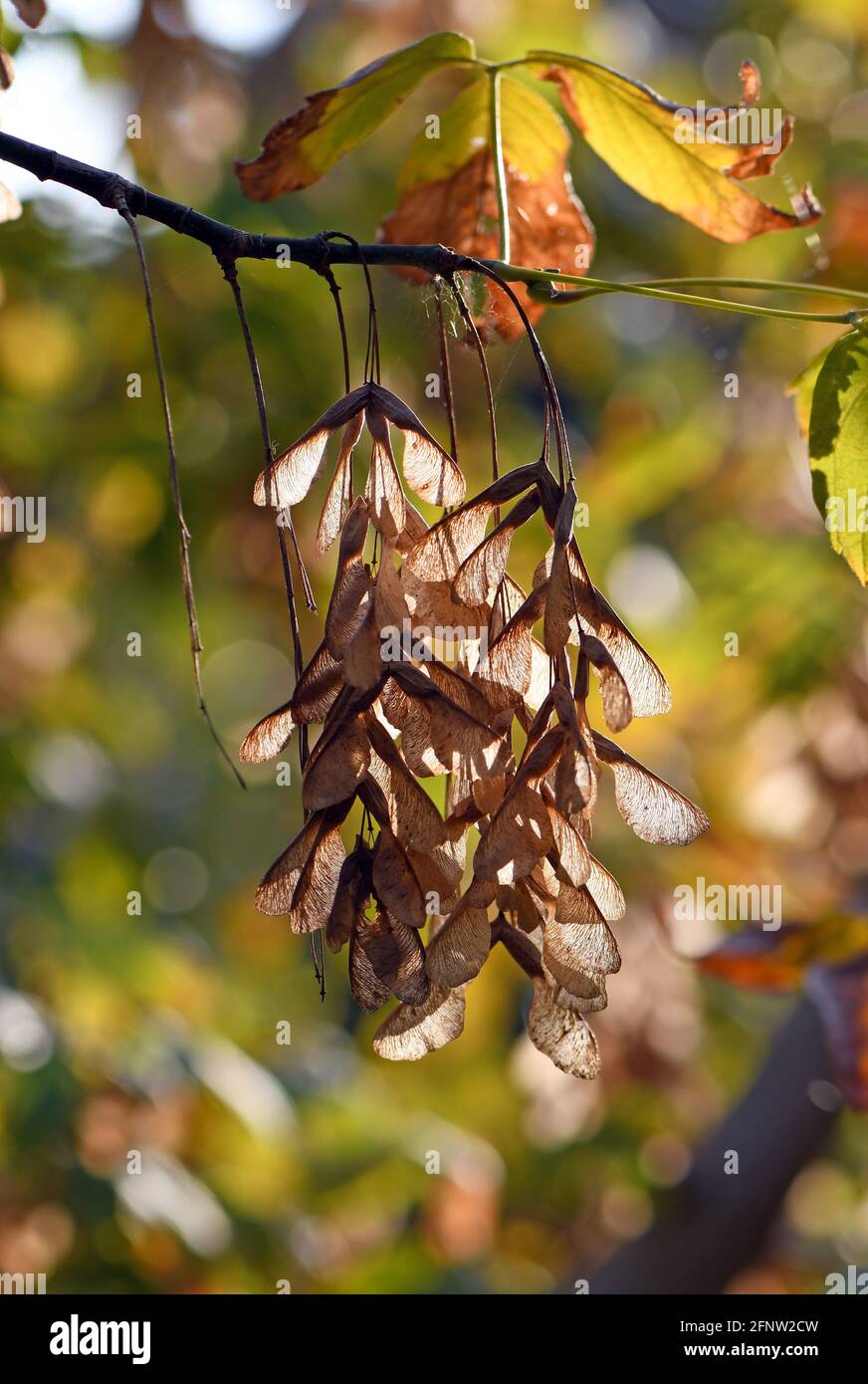 Backlit winged dried maple seeds hanging from a tree branch in autumn ...