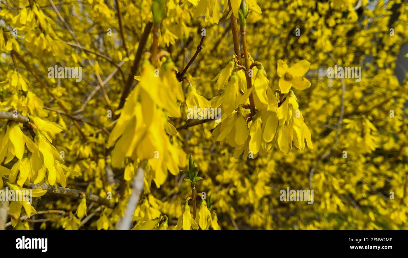 Yellow blooming Forsythia flowers in spring close up.Forsythia × ...
