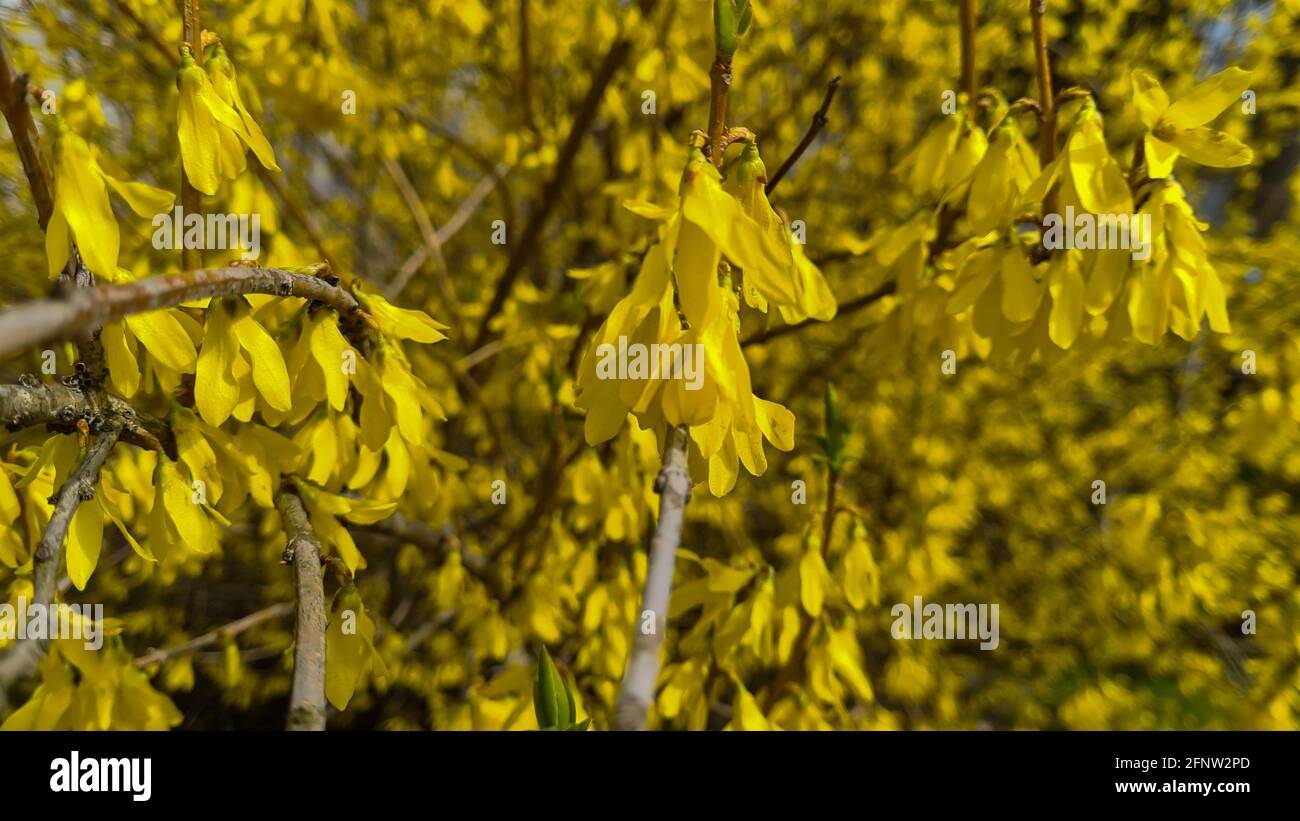 Yellow blooming Forsythia flowers in spring close up.Forsythia × ...