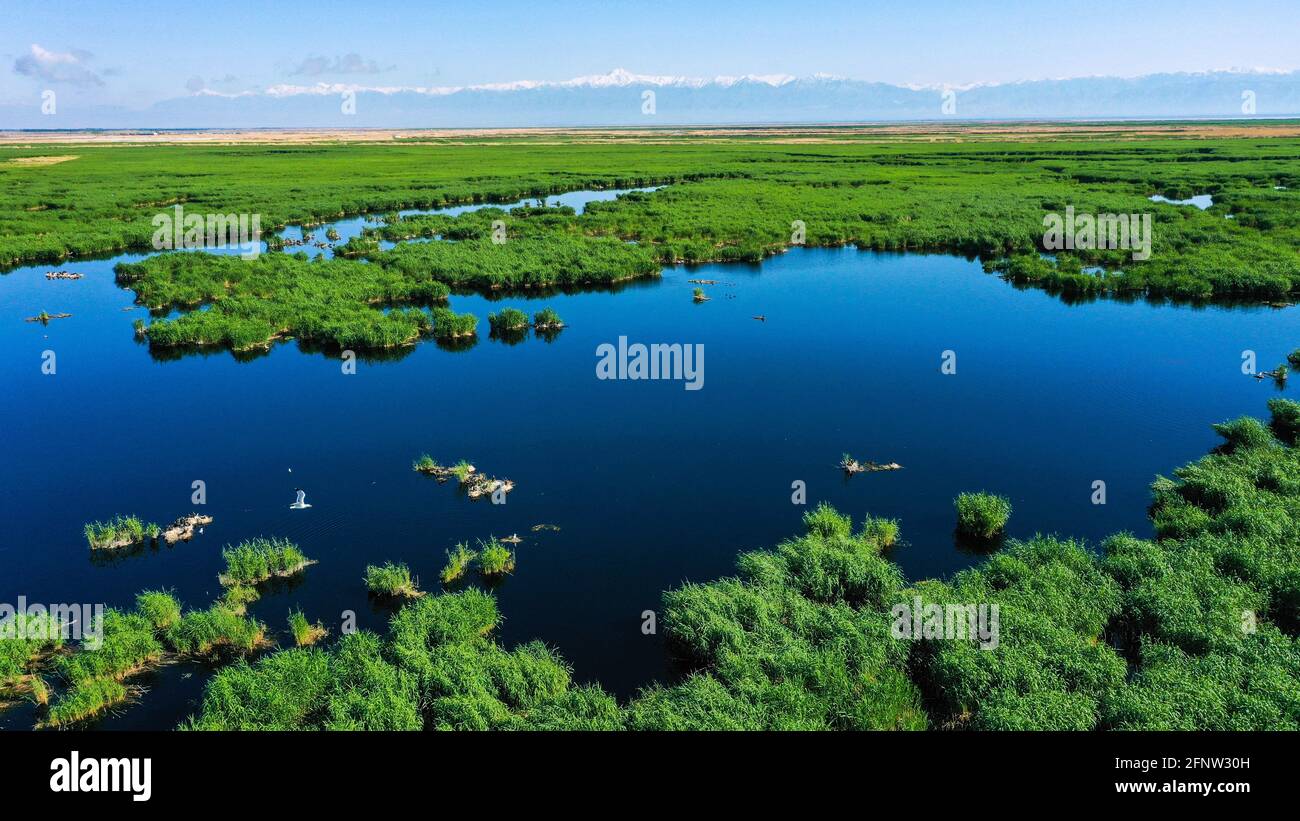 The beauty of reed wetland in Bosten lake in Bayingolin,Xinjiang,China ...