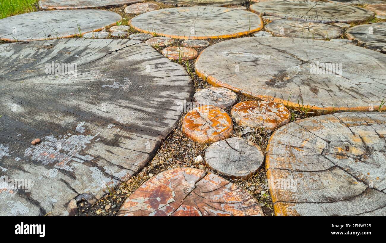 Tree puck walking trail. Tree round pattern Stock Photo - Alamy