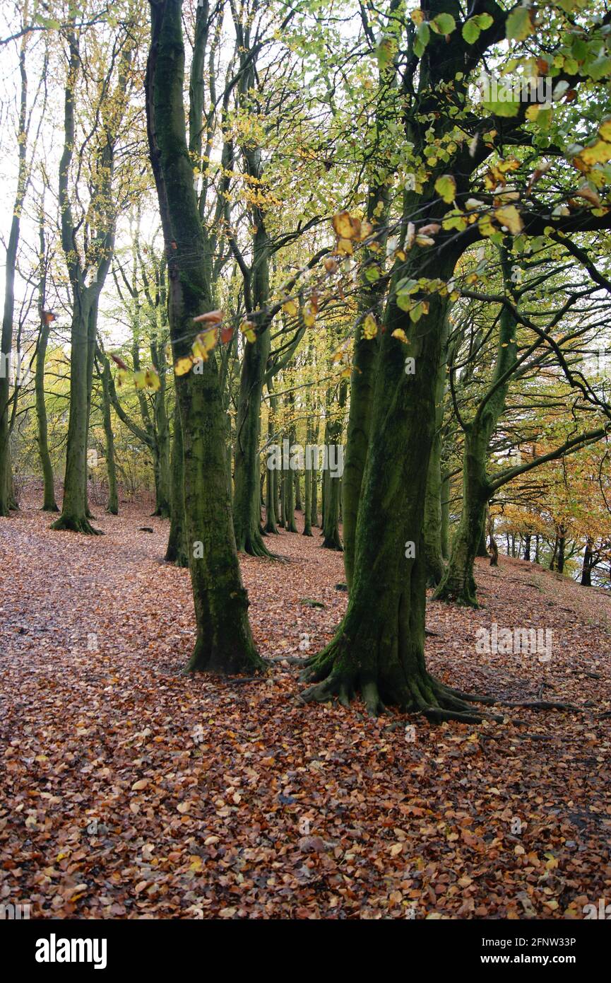 Autumn Tree Trunks Stock Photo - Alamy