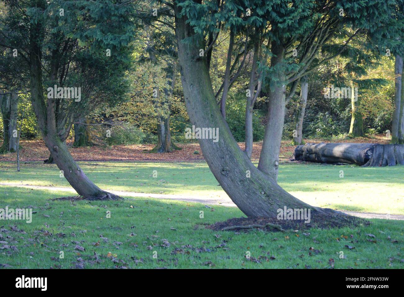 Curvy leaves hi-res stock photography and images - Alamy