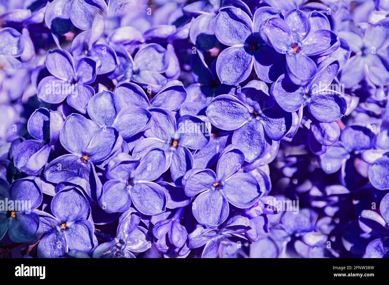 Spring lilac flowers blooming in the garden, spring flower background ...