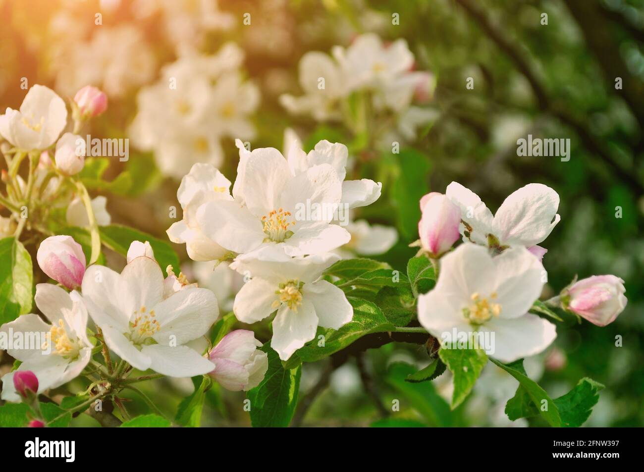 Spring flowers of blooming apple tree in the garden - spring background ...